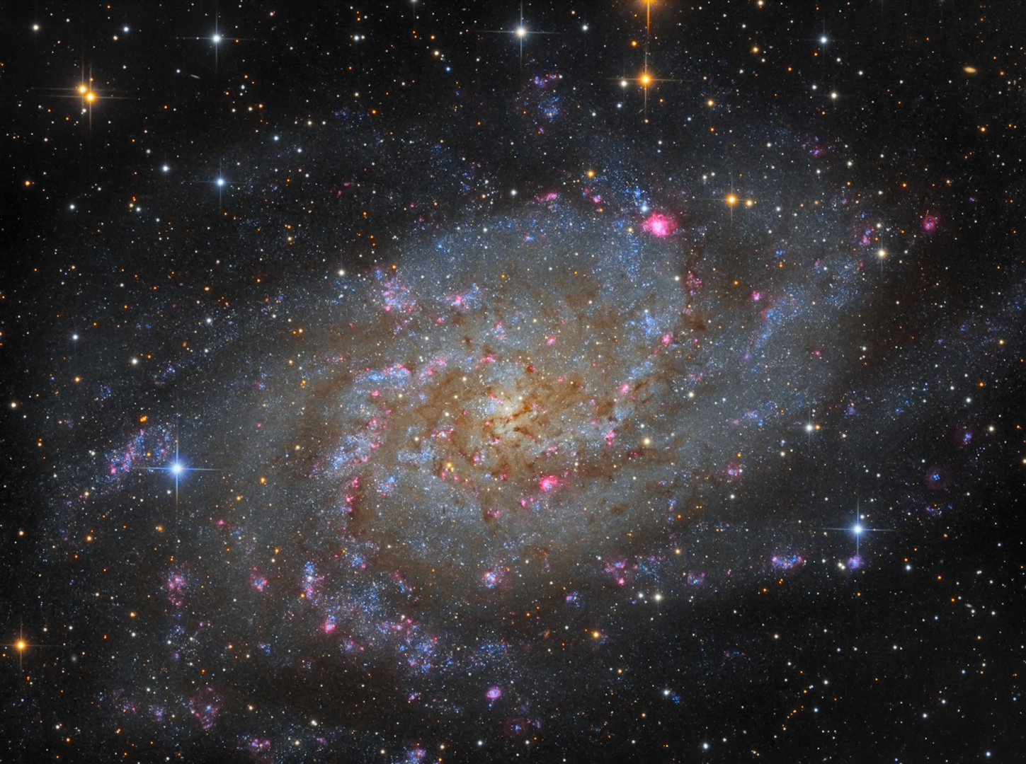 molorak | Հայկական կակաչ (Papaver Armeniacum)